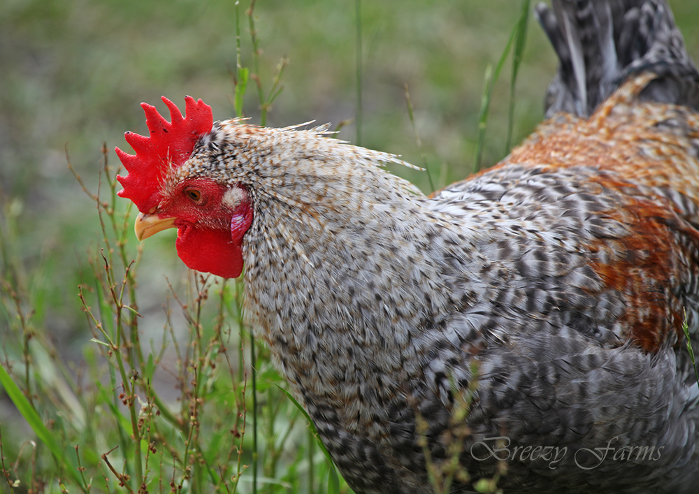 Crested Cream Legbar