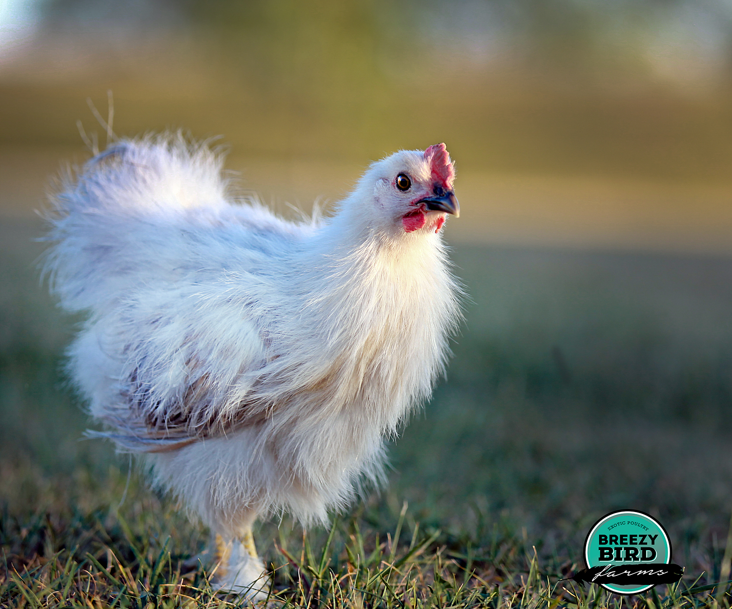 Swedish Hedemora Chickens